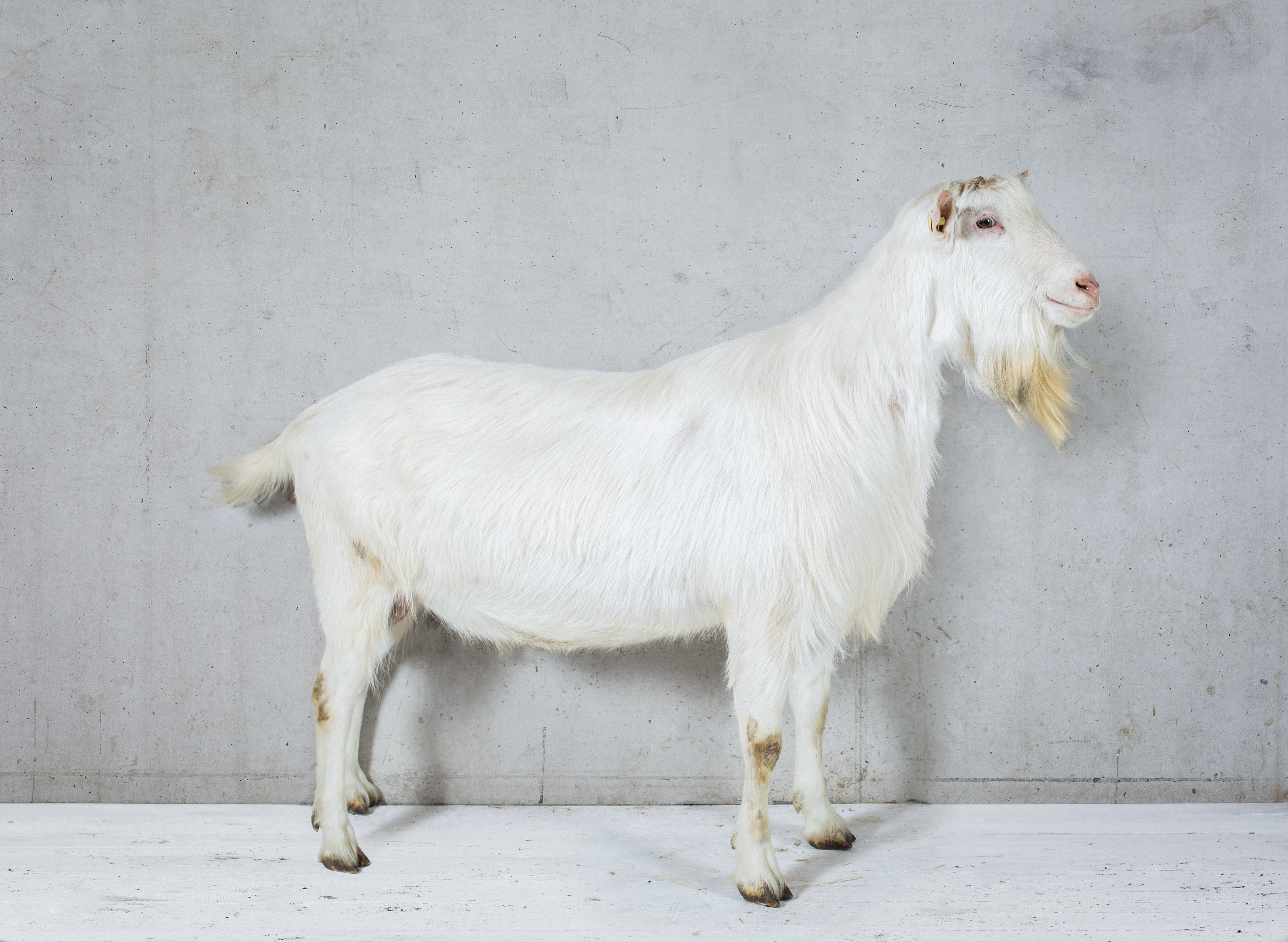 Ziegenrassen :: ÖBSZ